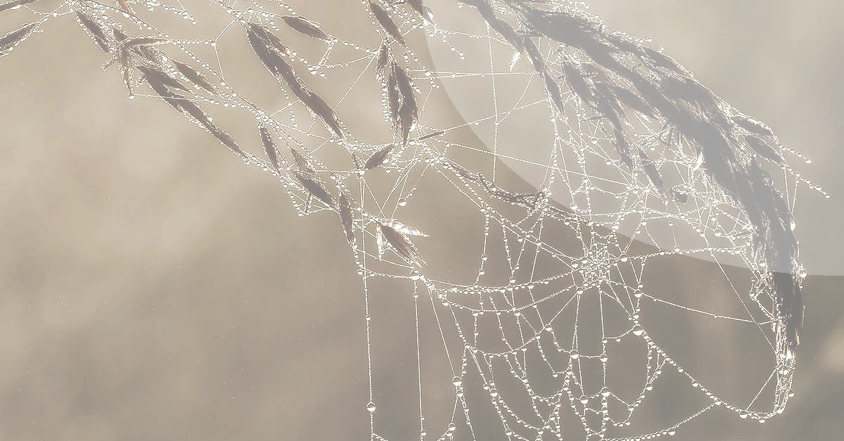 Strengthen Your Web Security: Designing a Python-based Web ...